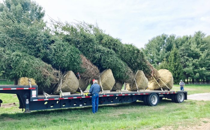 Green Acres Tree Farm – Our Services : Green Acres Tree Farm