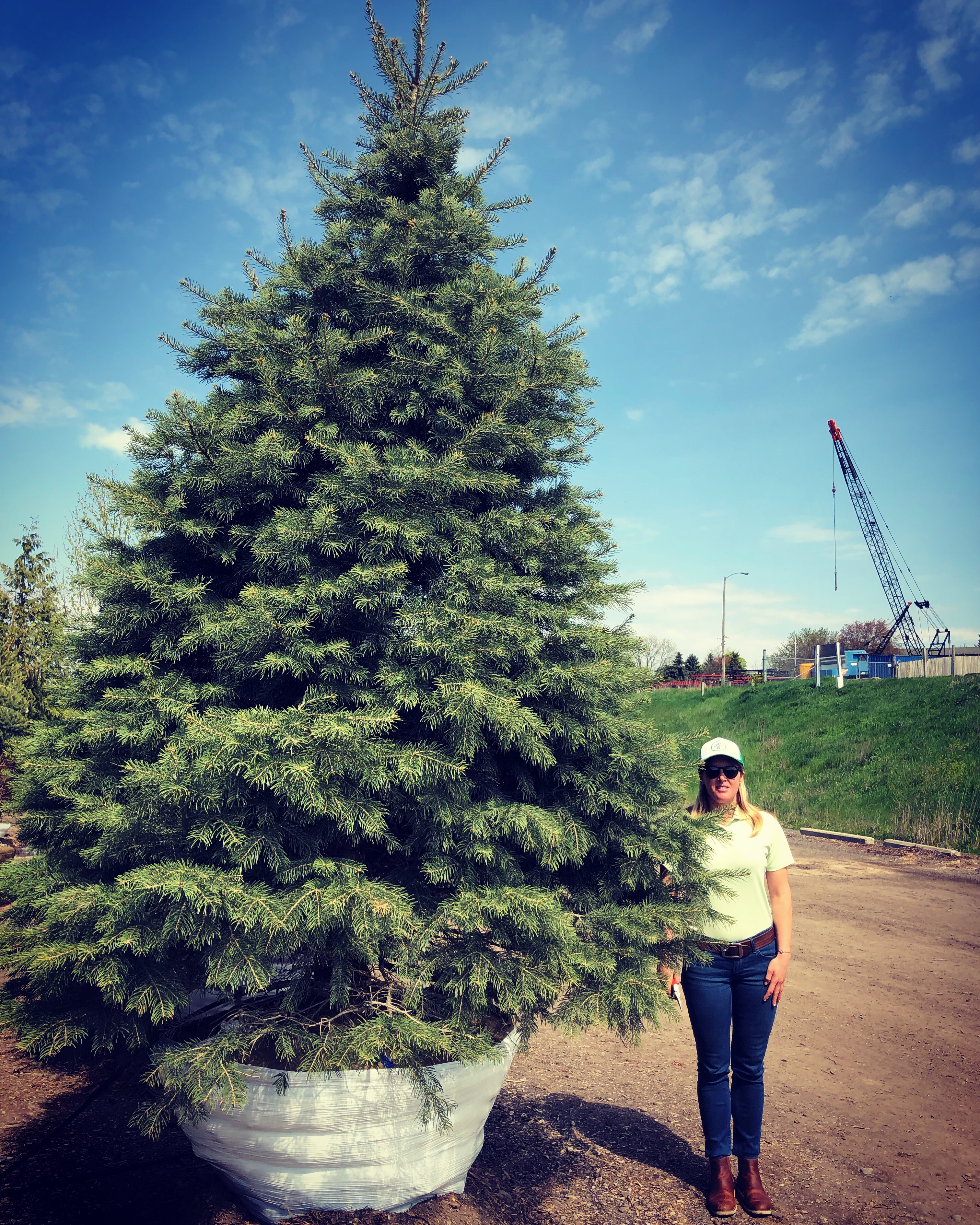 14' Abies concolor - Green Acres Tree Farm : Green Acres Tree Farm