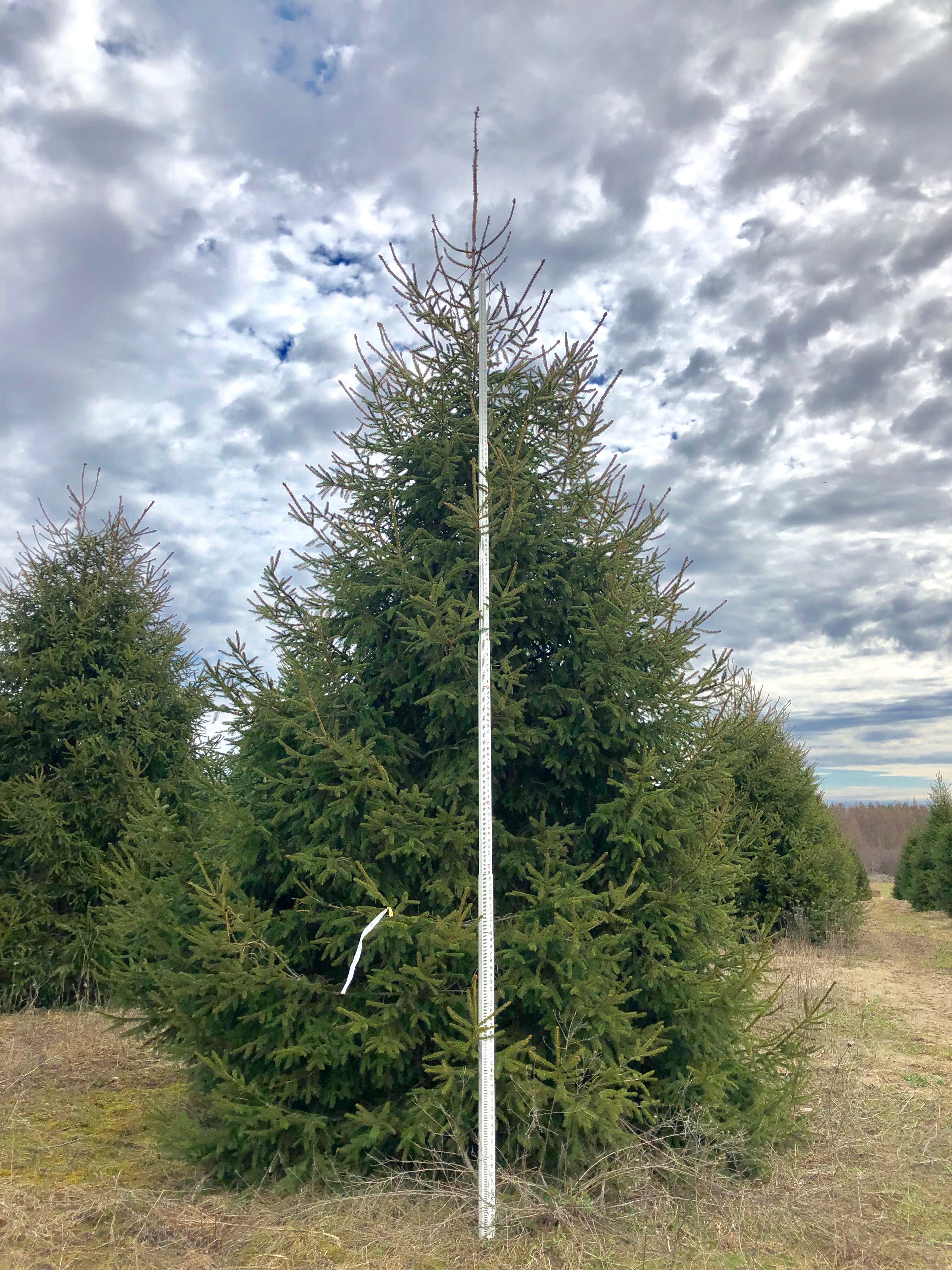 14' Picea abies - Green Acres Tree Farm : Green Acres Tree Farm