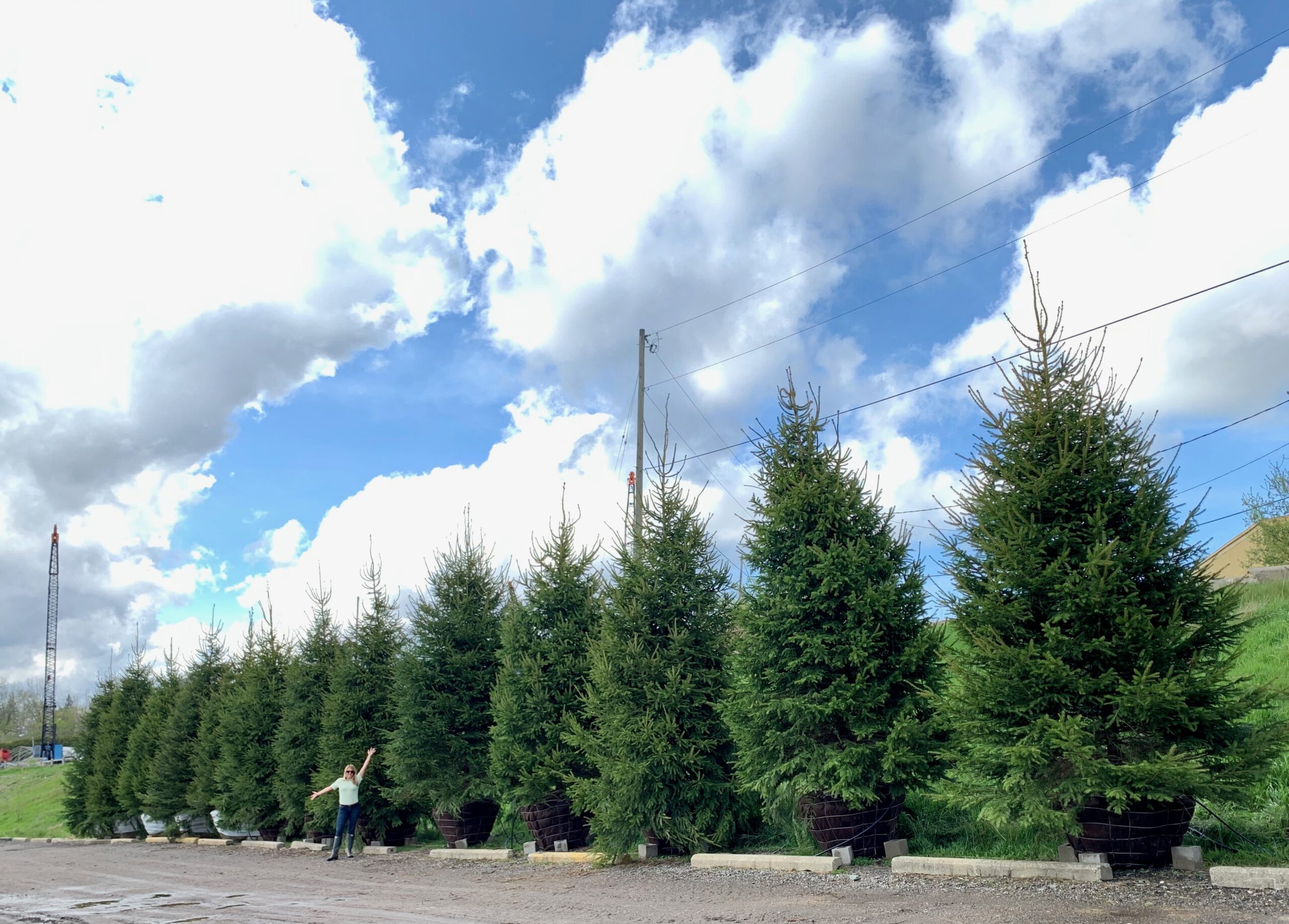 18' Picea abies - Green Acres Tree Farm : Green Acres Tree Farm