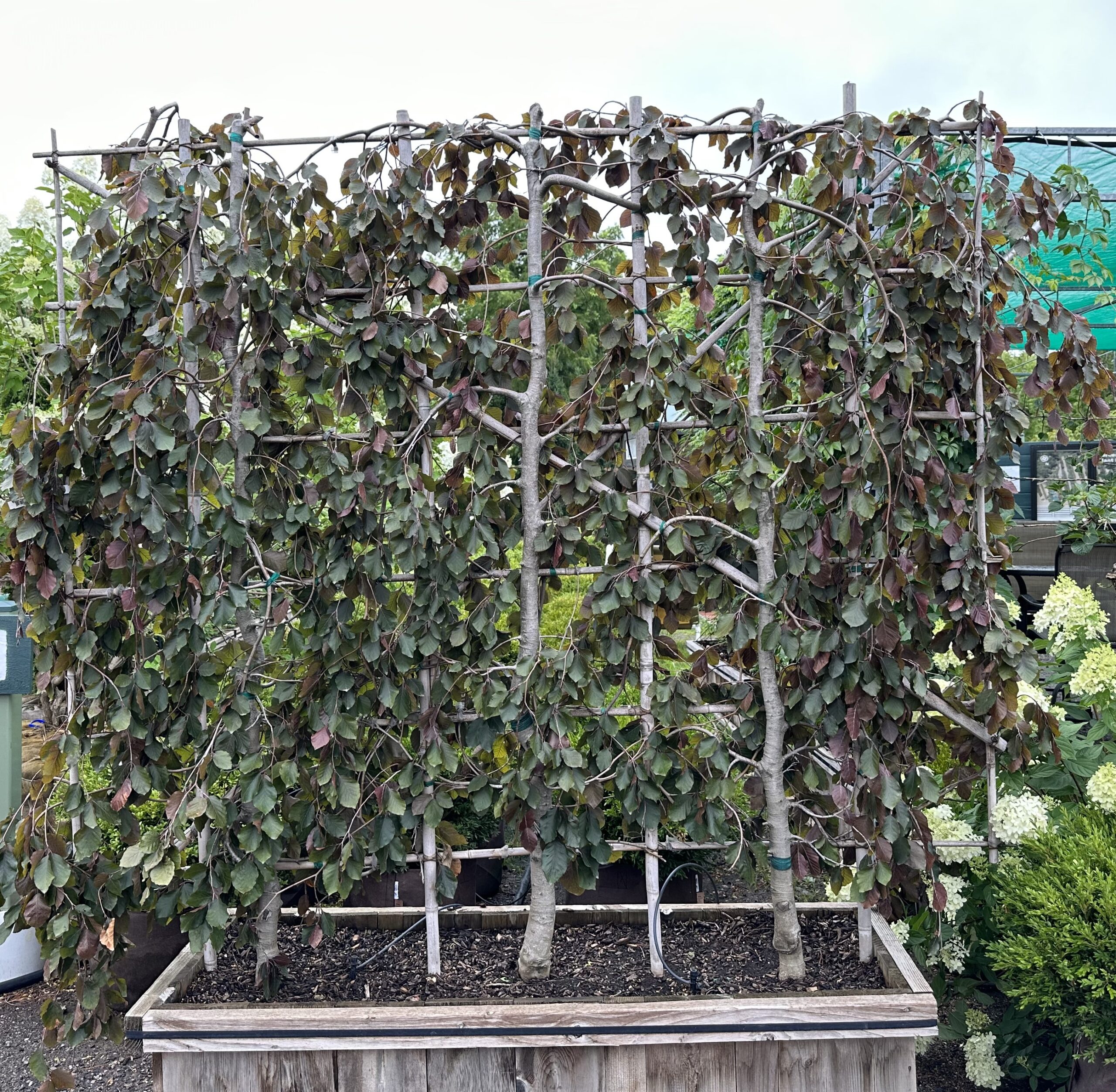 7' Fagus sylvatica screen - Green Acres Tree Farm : Green Acres Tree Farm