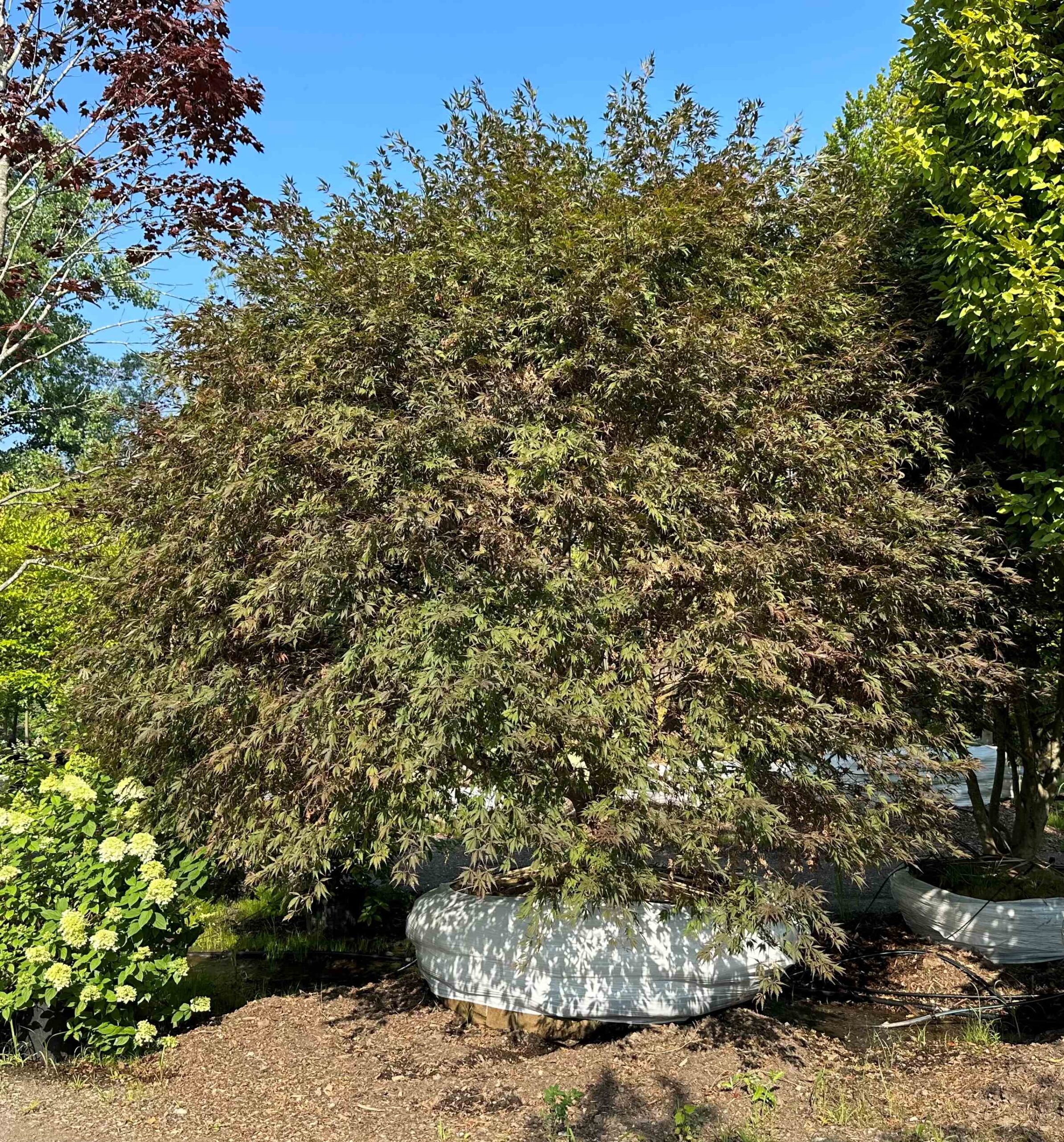 14' Acer palmatum - Green Acres Tree Farm : Green Acres Tree Farm