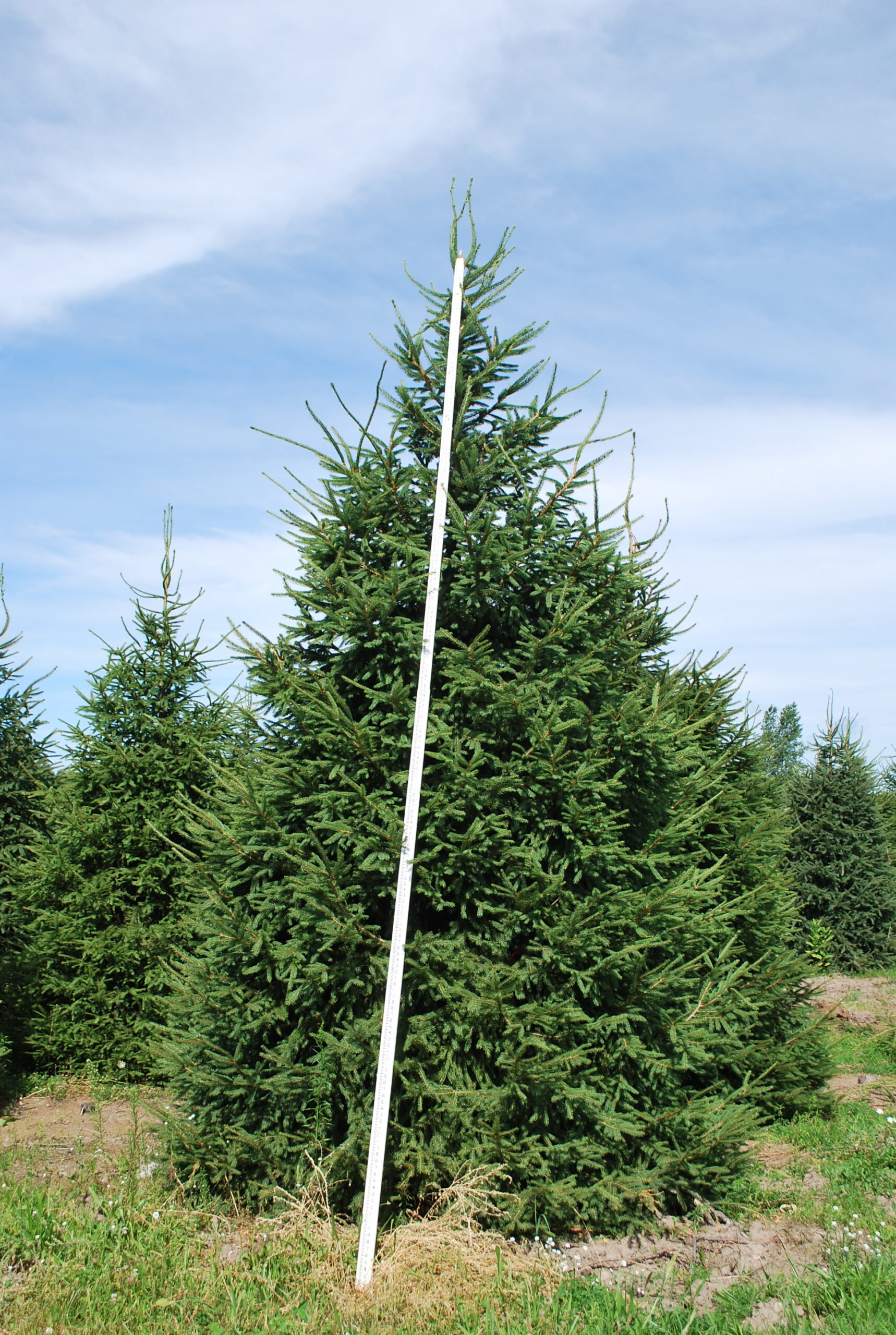 16' Picea abies - Green Acres Tree Farm : Green Acres Tree Farm
