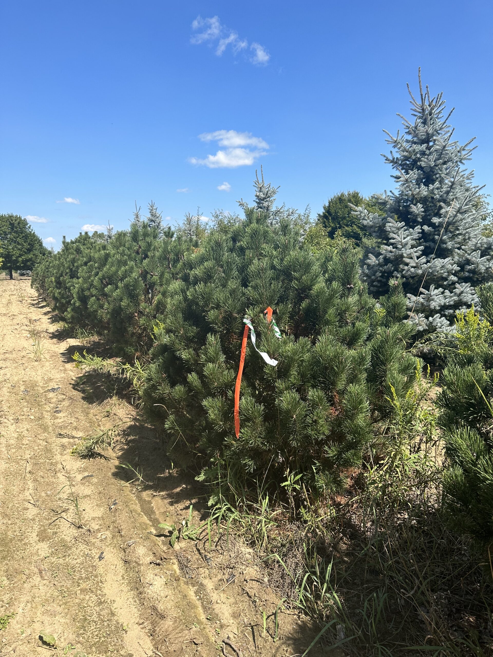 Pinus heldreichii - Green Acres Tree Farm : Green Acres Tree Farm