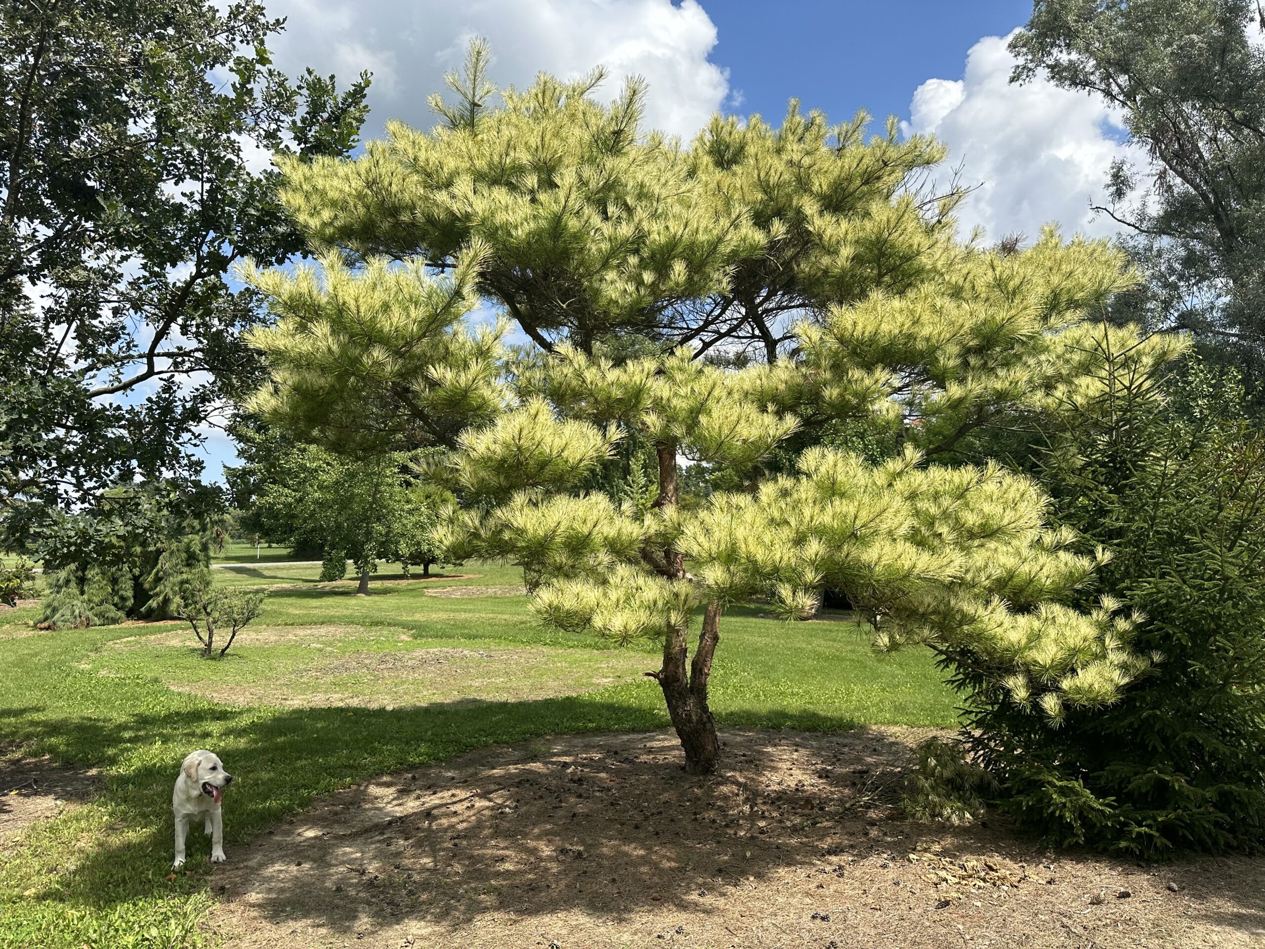 Pinus densiflora - Green Acres Tree Farm : Green Acres Tree Farm