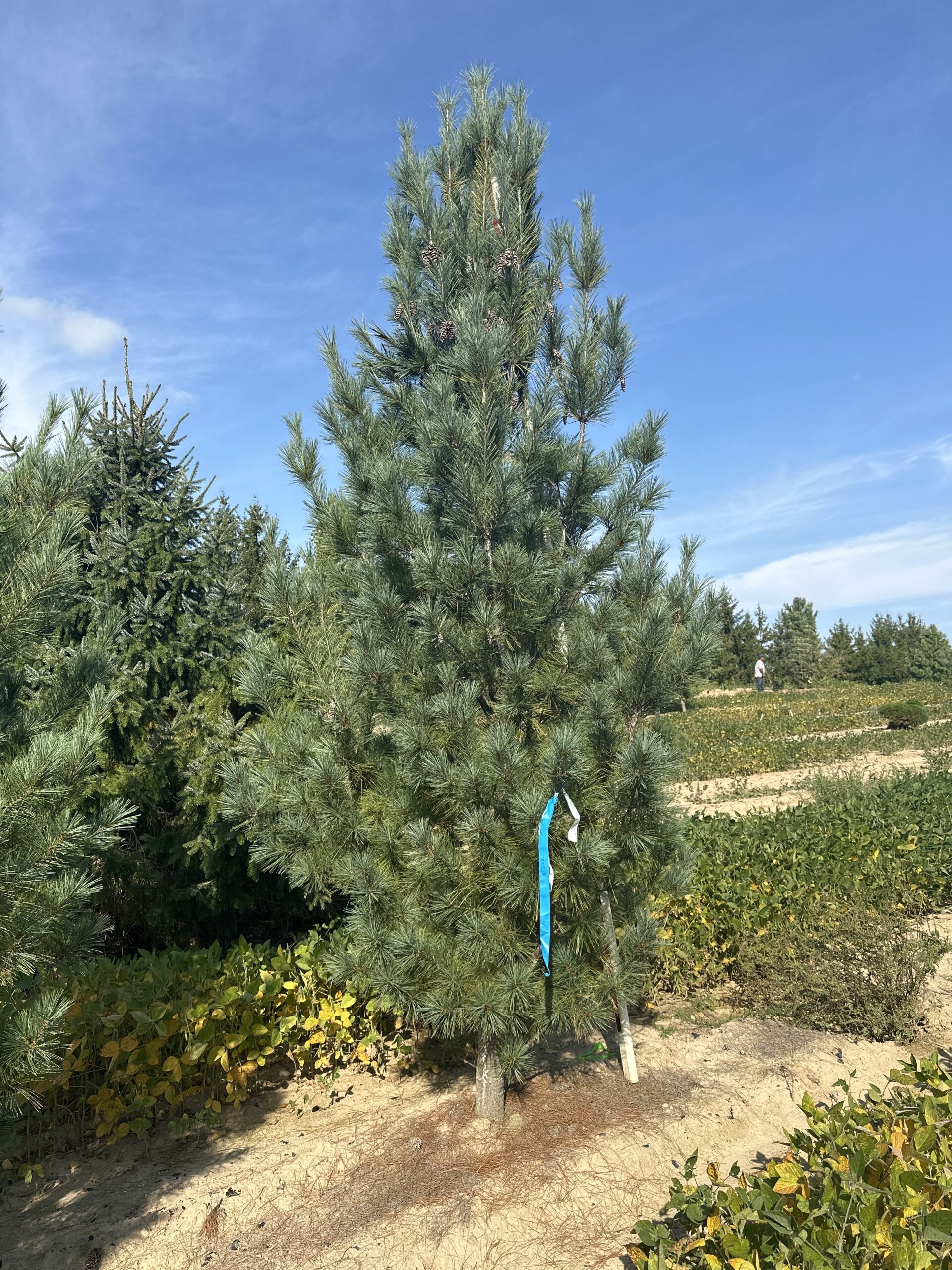 Pinus strobus - Green Acres Tree Farm : Green Acres Tree Farm