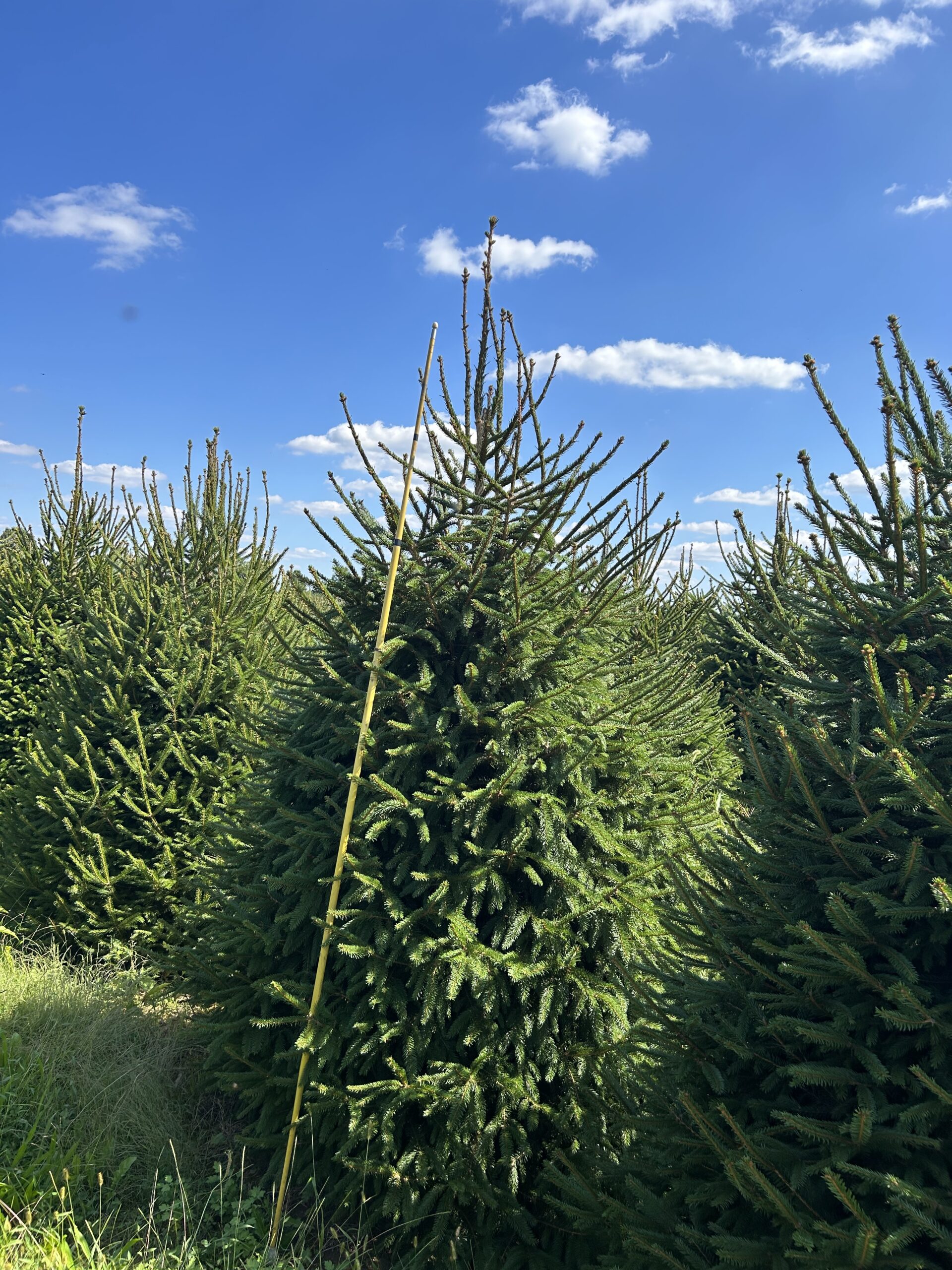 9' Norway spruce - Green Acres Tree Farm : Green Acres Tree Farm