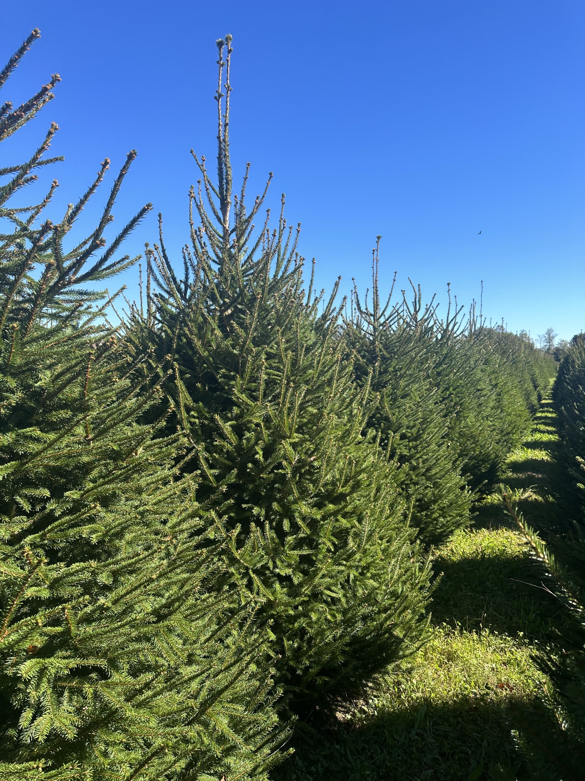 8 - 10' Picea abies - Green Acres Tree Farm : Green Acres Tree Farm