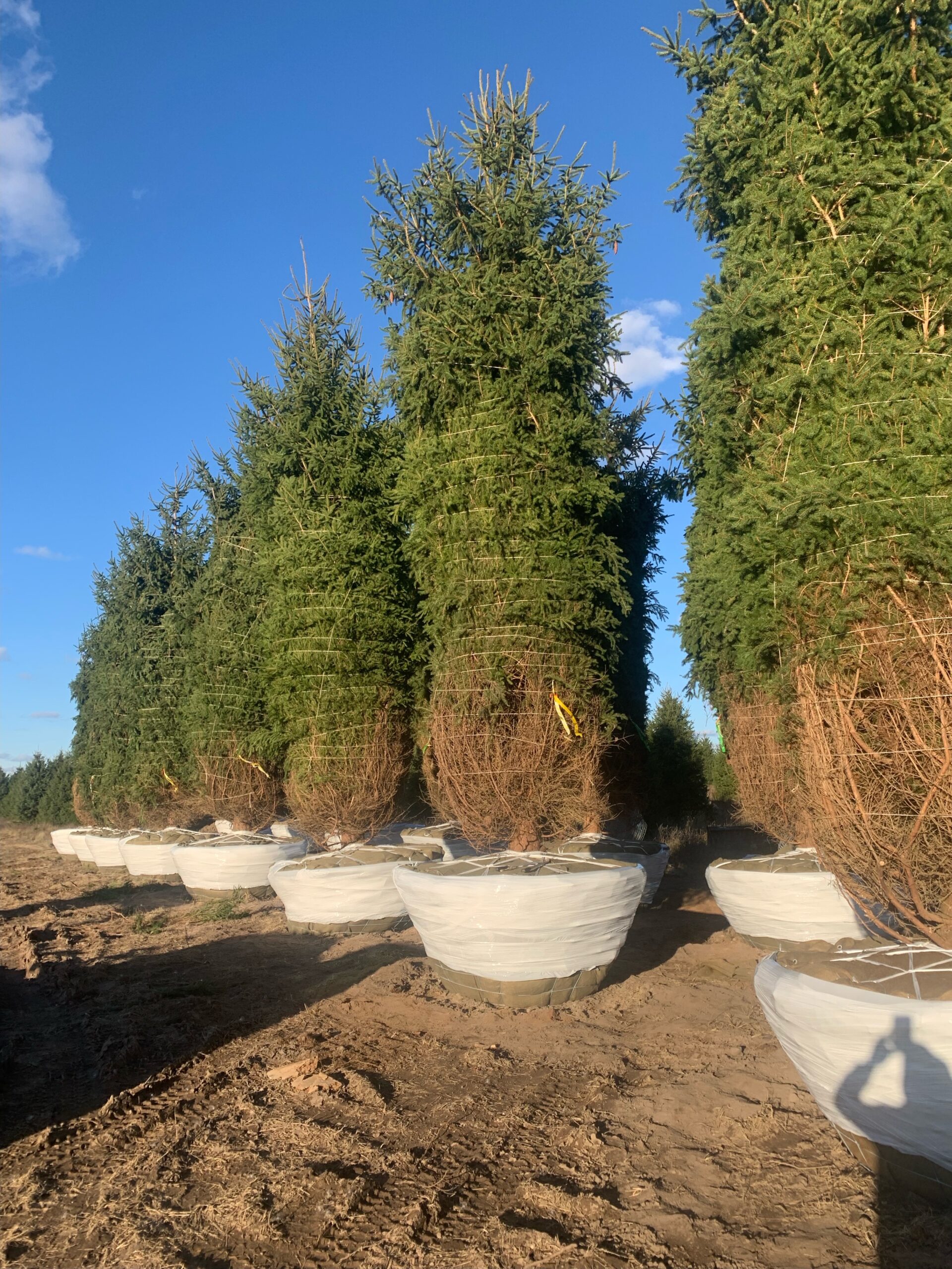 20' Picea abies - Green Acres Tree Farm : Green Acres Tree Farm