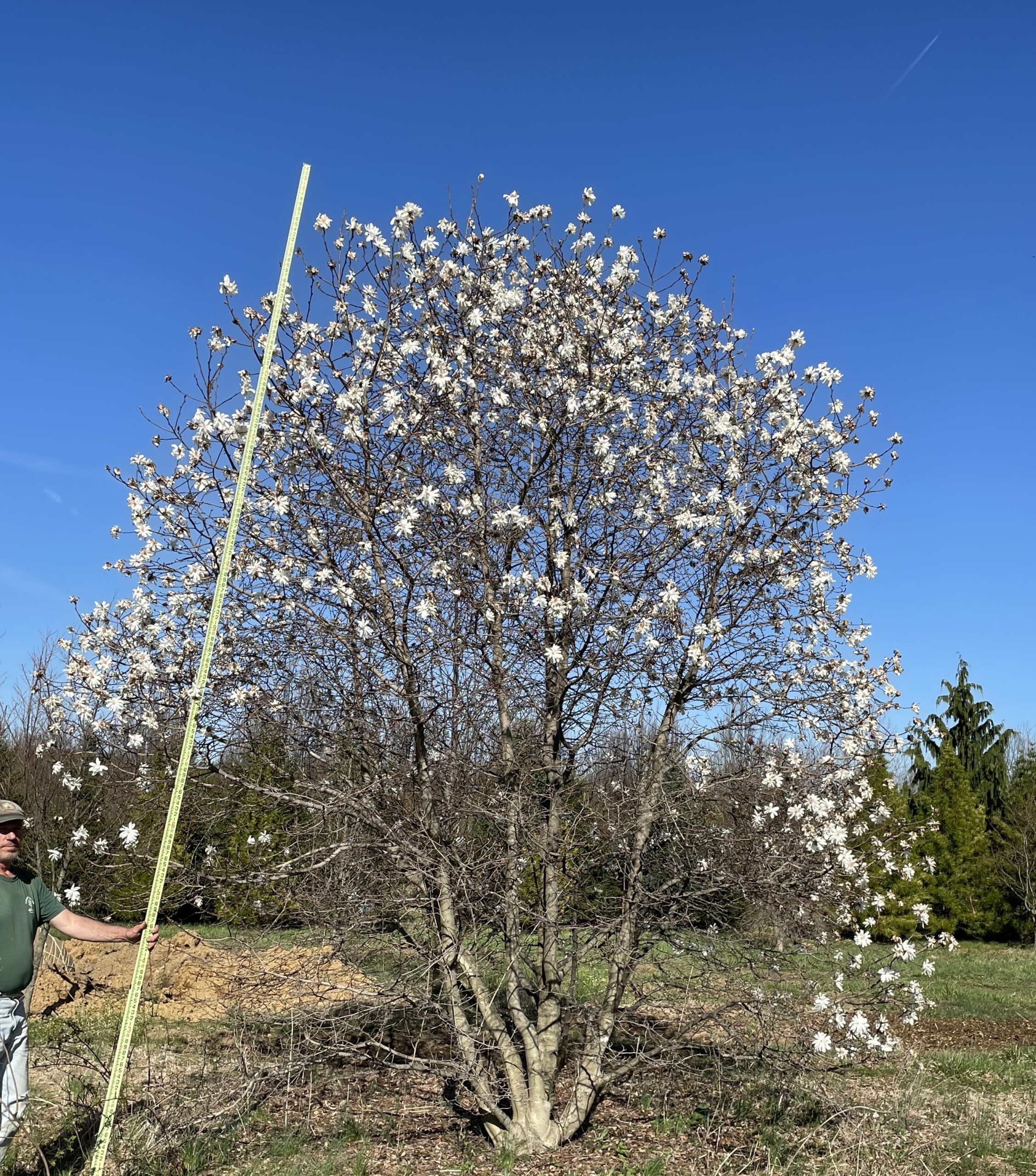 Magnolia stellata - Green Acres Tree Farm : Green Acres Tree Farm