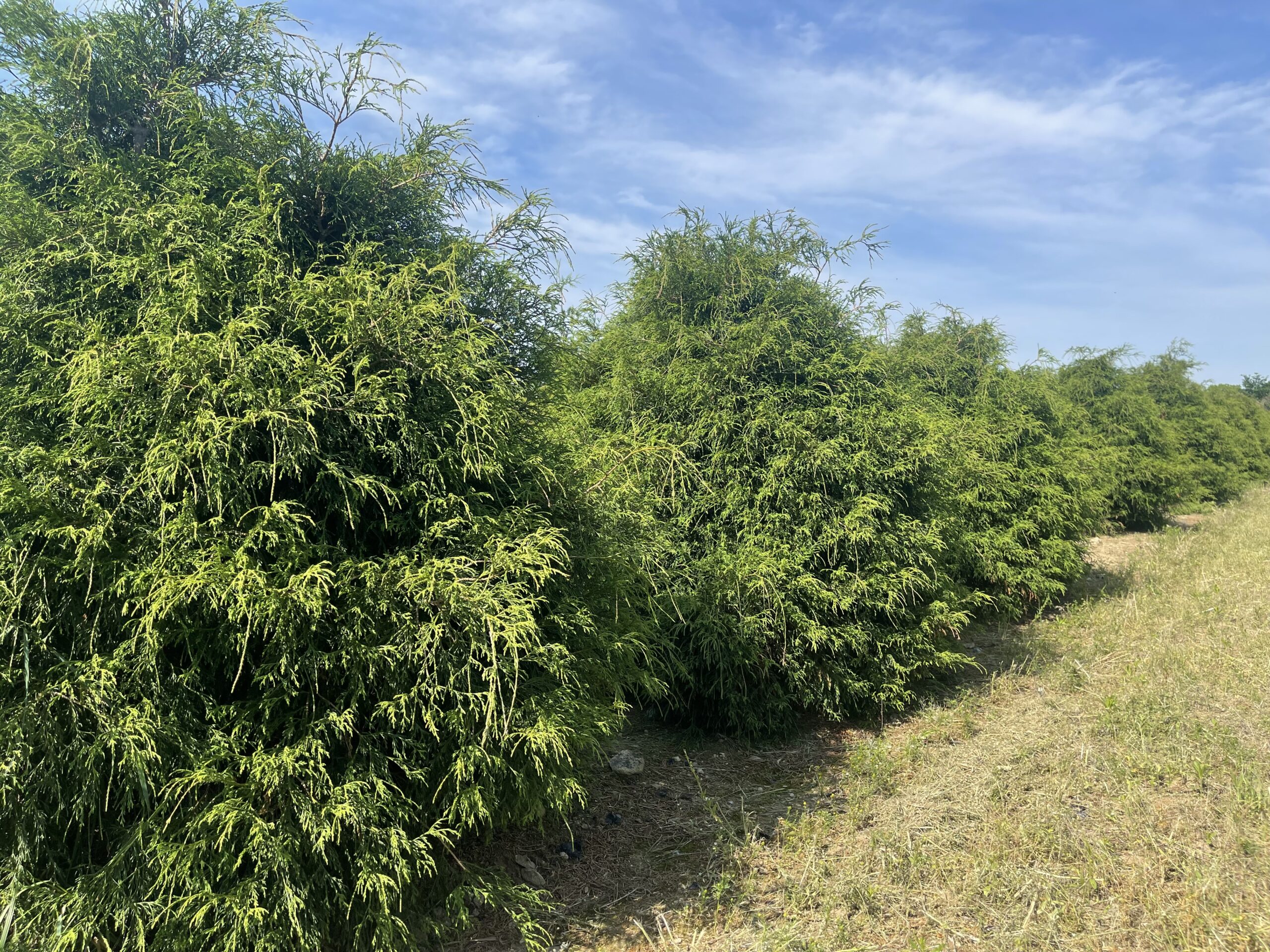 Chamaecyparis pisifera - Green Acres Tree Farm : Green Acres Tree Farm