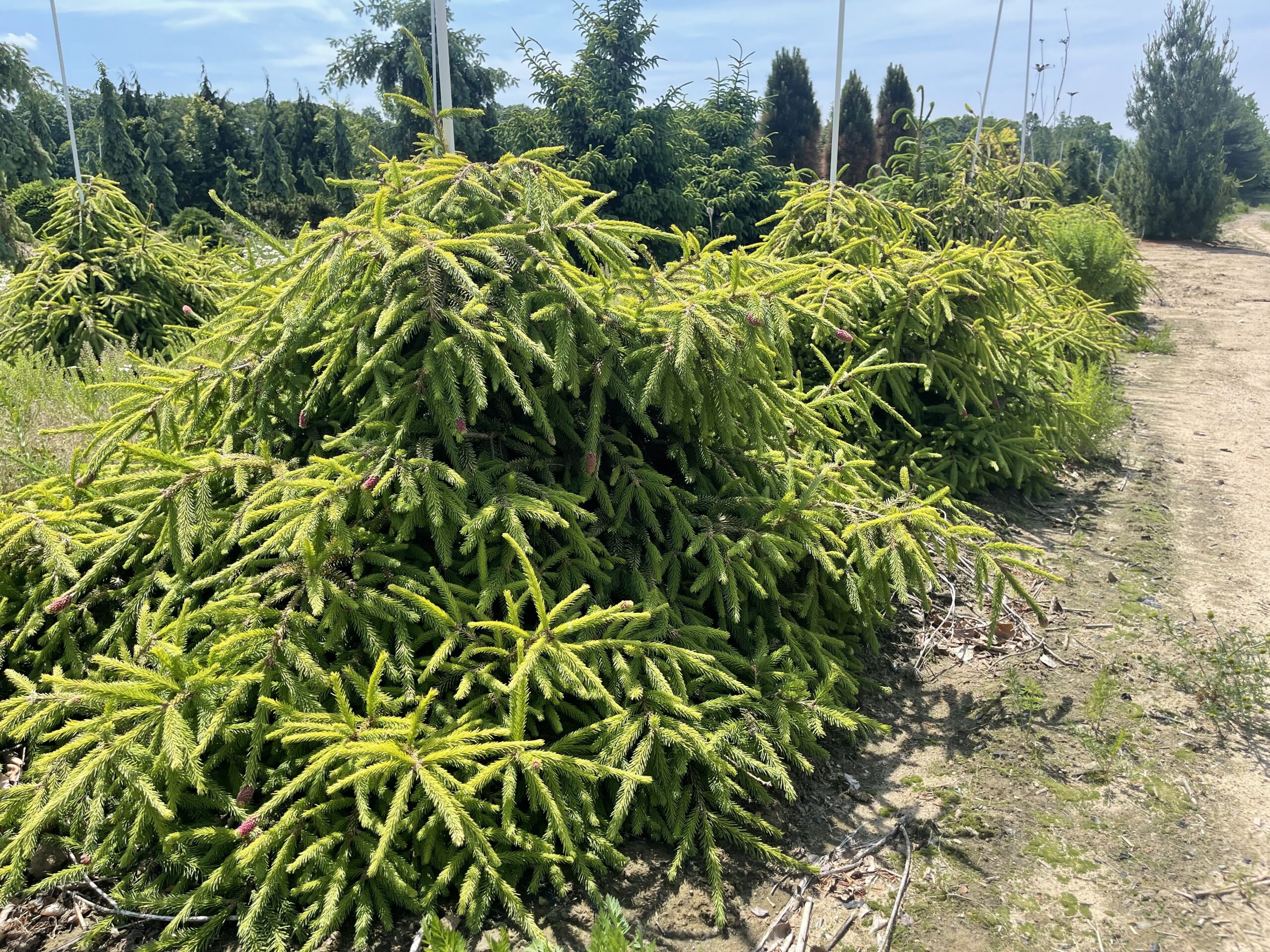 Picea abies - Green Acres Tree Farm : Green Acres Tree Farm