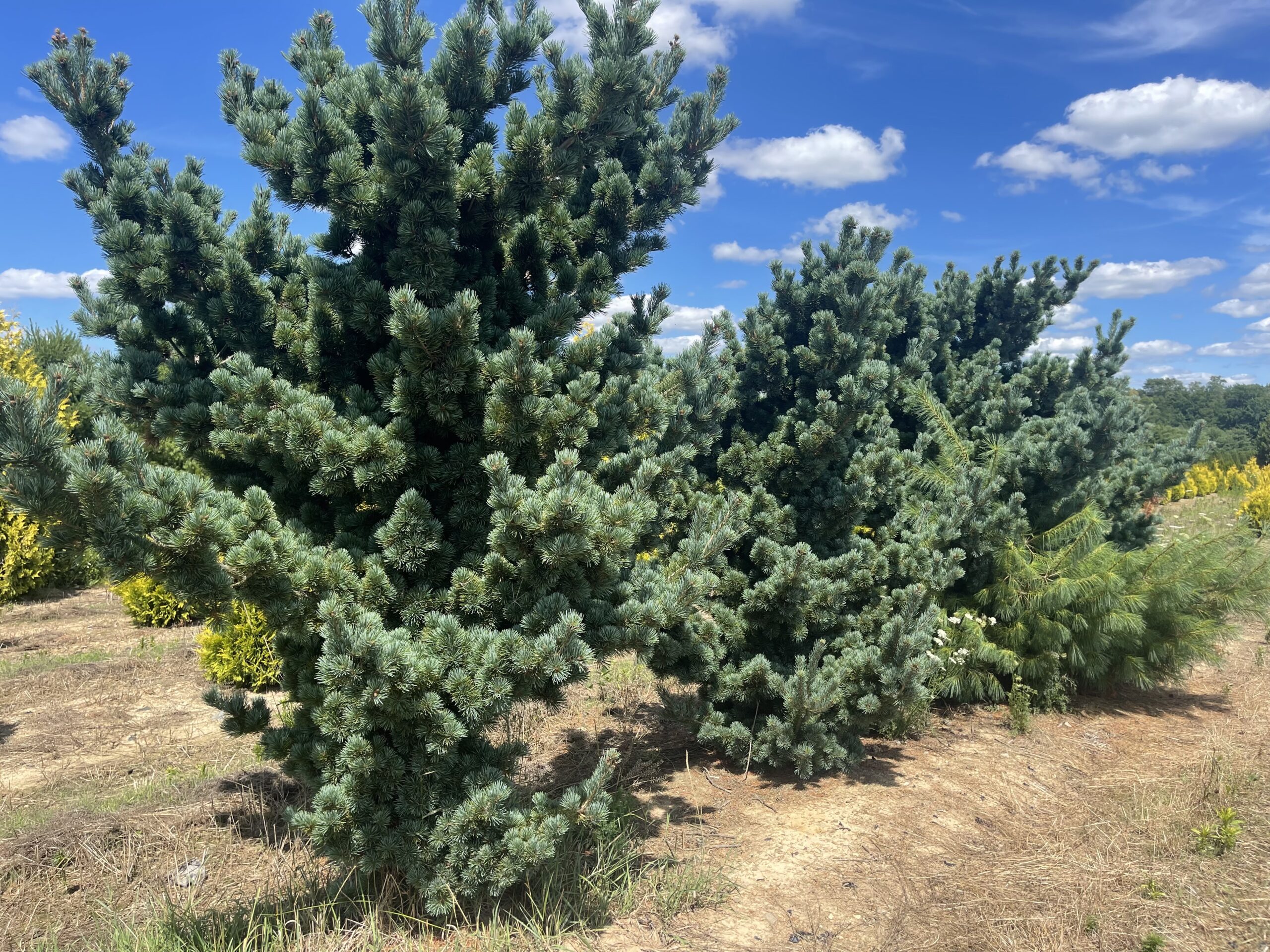Pinus parviflora - Green Acres Tree Farm : Green Acres Tree Farm