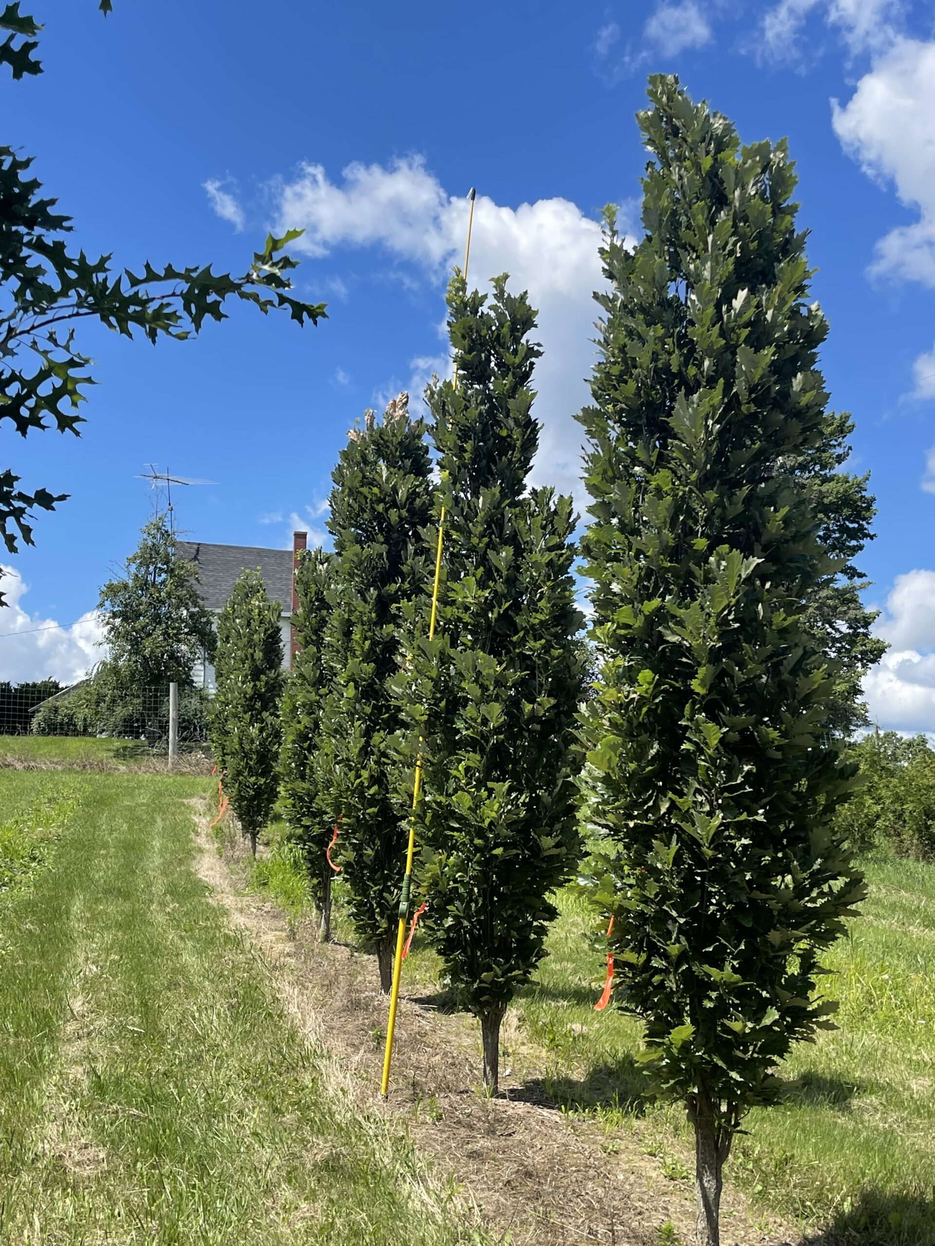 Quercus warei - Green Acres Tree Farm : Green Acres Tree Farm