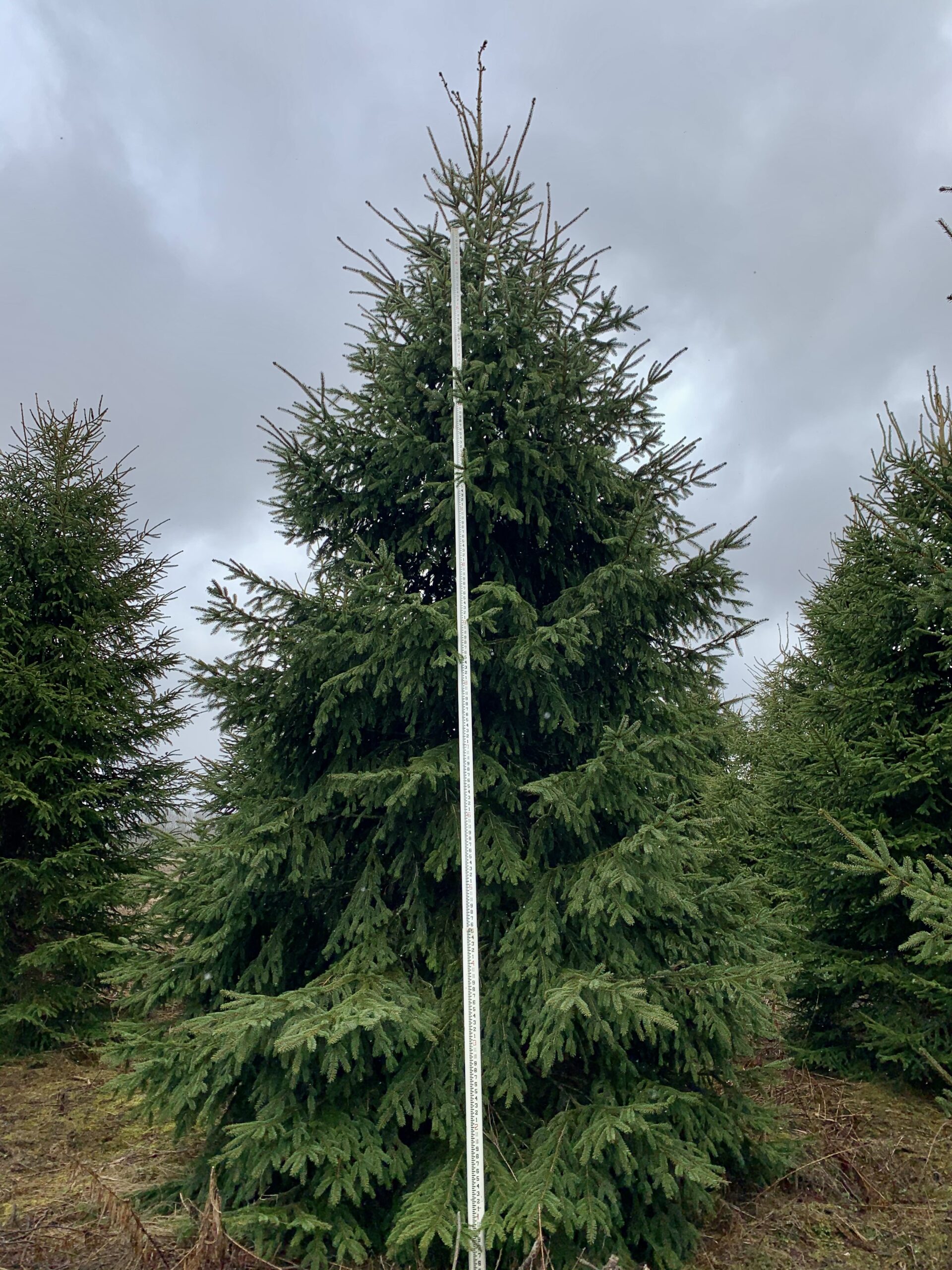 20' Picea abies - Green Acres Tree Farm : Green Acres Tree Farm