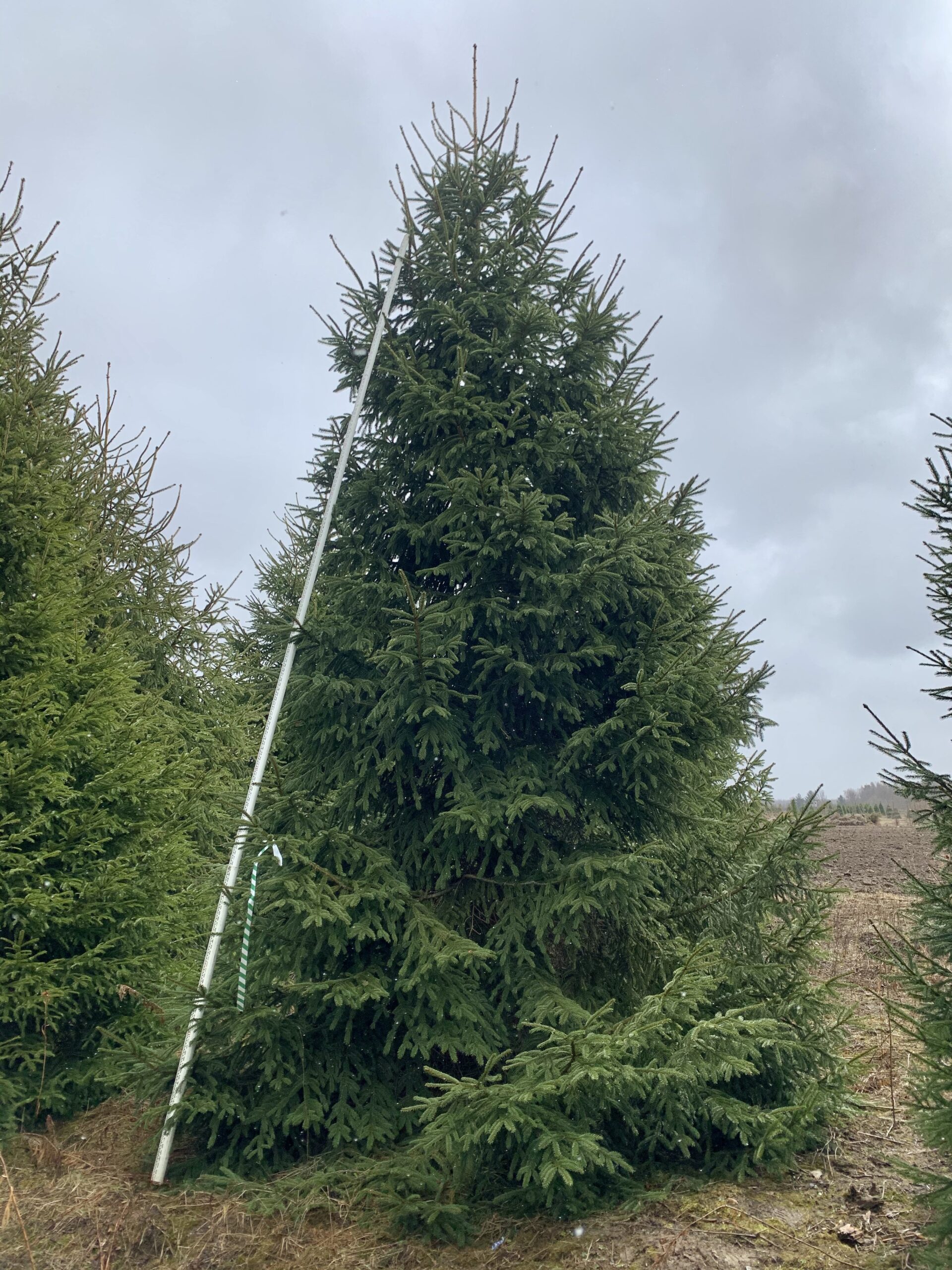 18' Picea abies - Green Acres Tree Farm : Green Acres Tree Farm