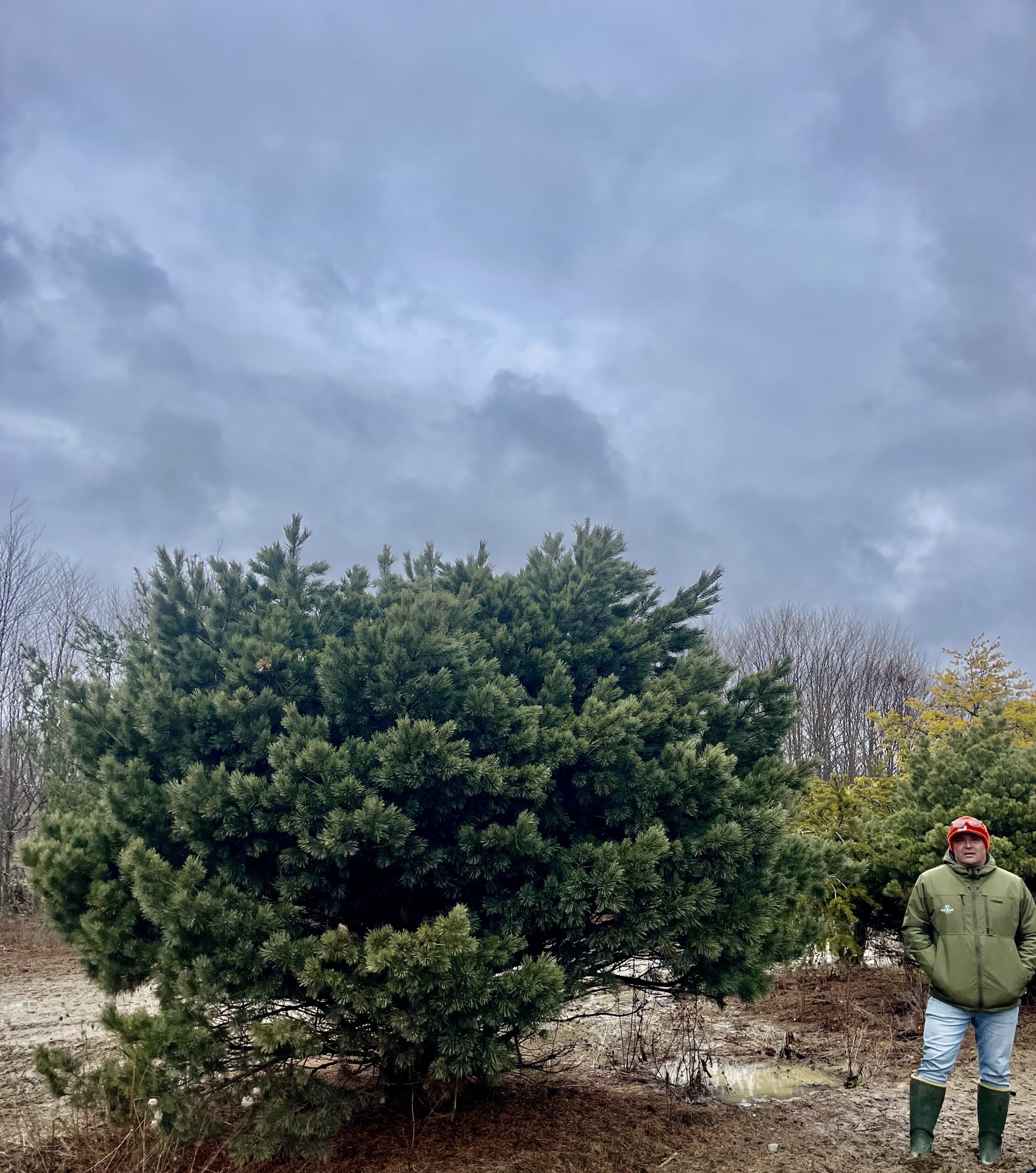 Pinus sylvestris - Green Acres Tree Farm : Green Acres Tree Farm