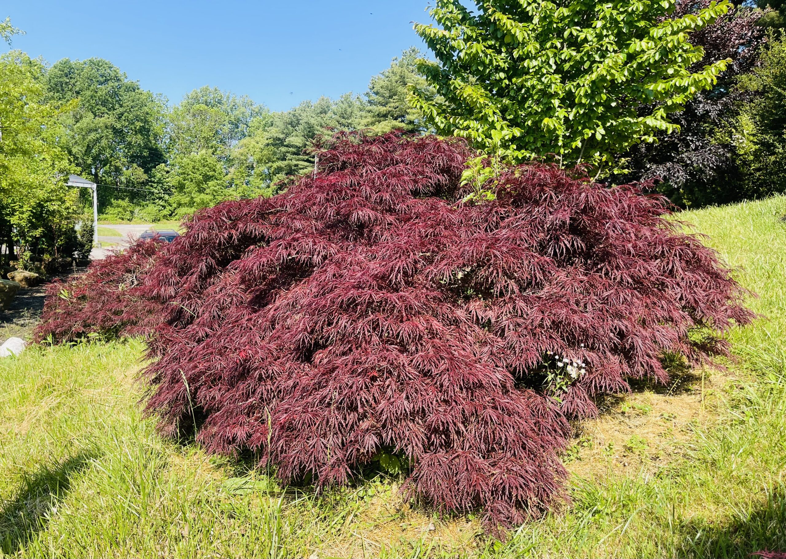 Acer palmatum dissectum - Green Acres Tree Farm : Green Acres Tree Farm