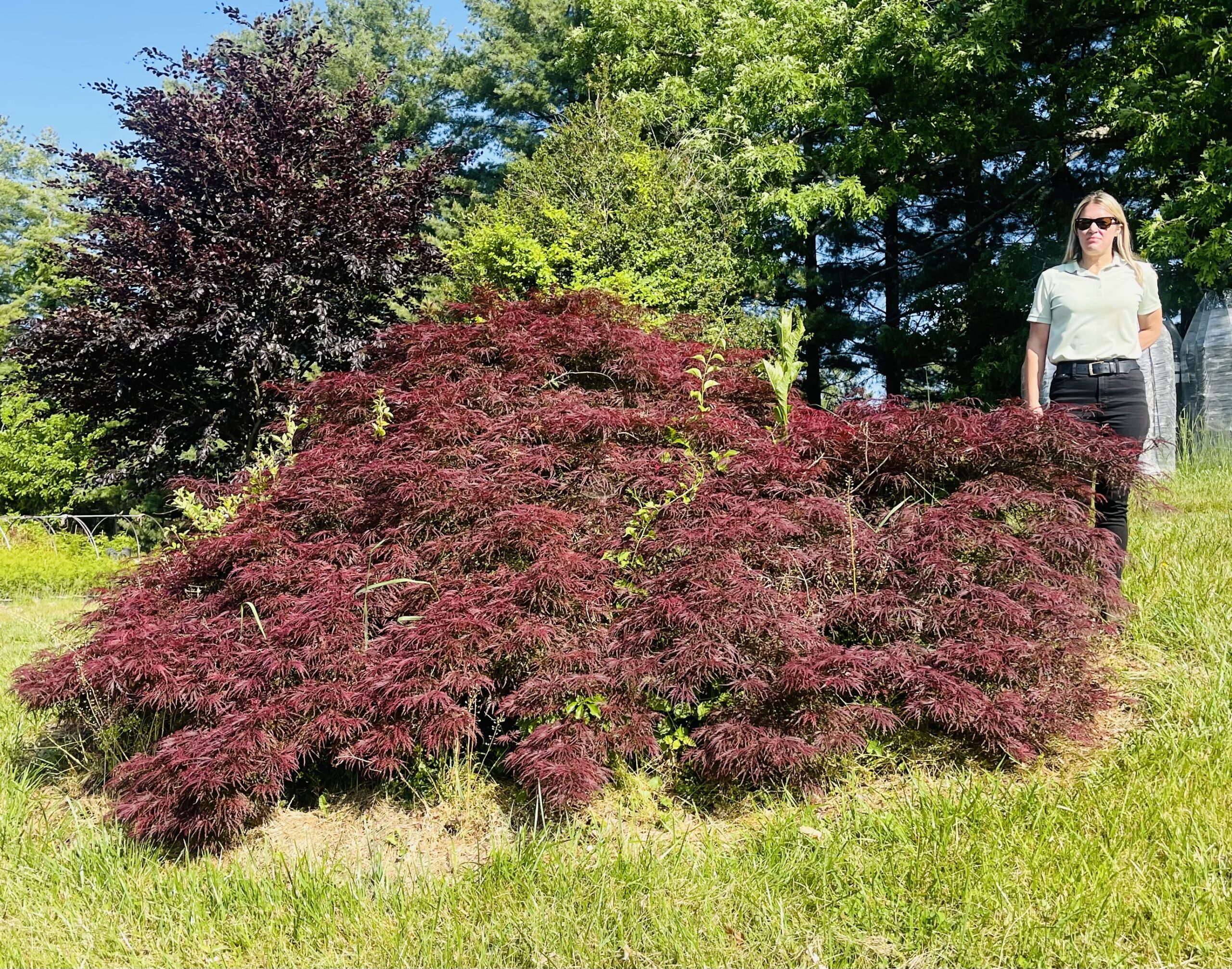 Acer palmatum dissectum - Green Acres Tree Farm : Green Acres Tree Farm