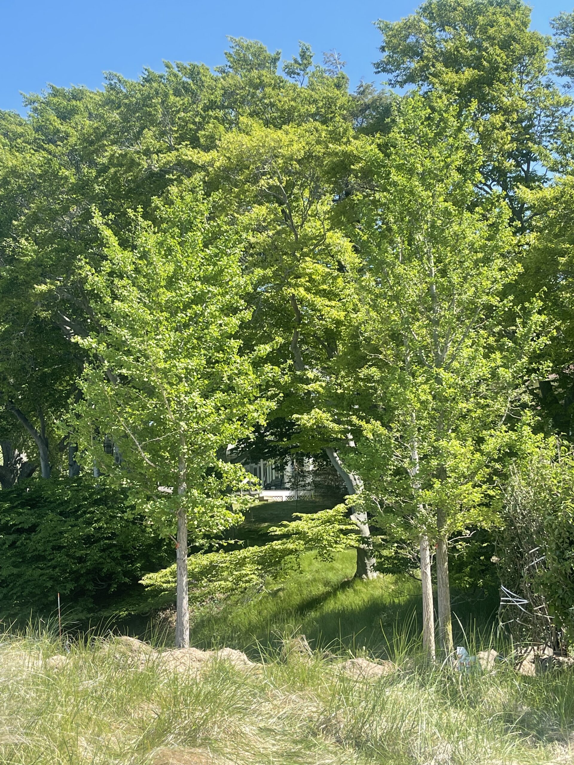 Customer Planting Project - Green Acres Tree Farm : Green Acres Tree Farm